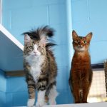 Northern Districts Cattery Our Prices - Northern Districts Cattery