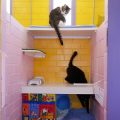 Northern Districts Cattery Our Prices - Northern Districts Cattery