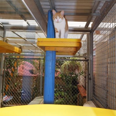 Our Facilities - Northern Districts Cattery