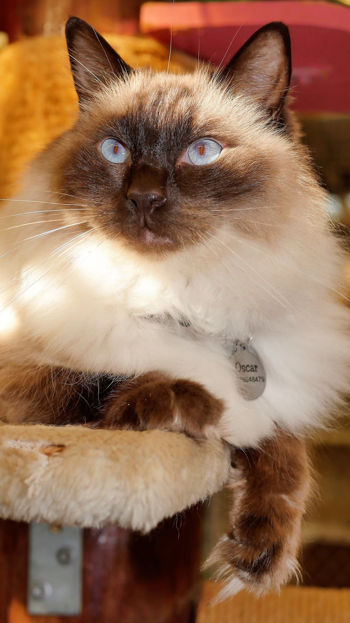 Northern Districts Cattery Photo Gallery - Northern Districts Cattery