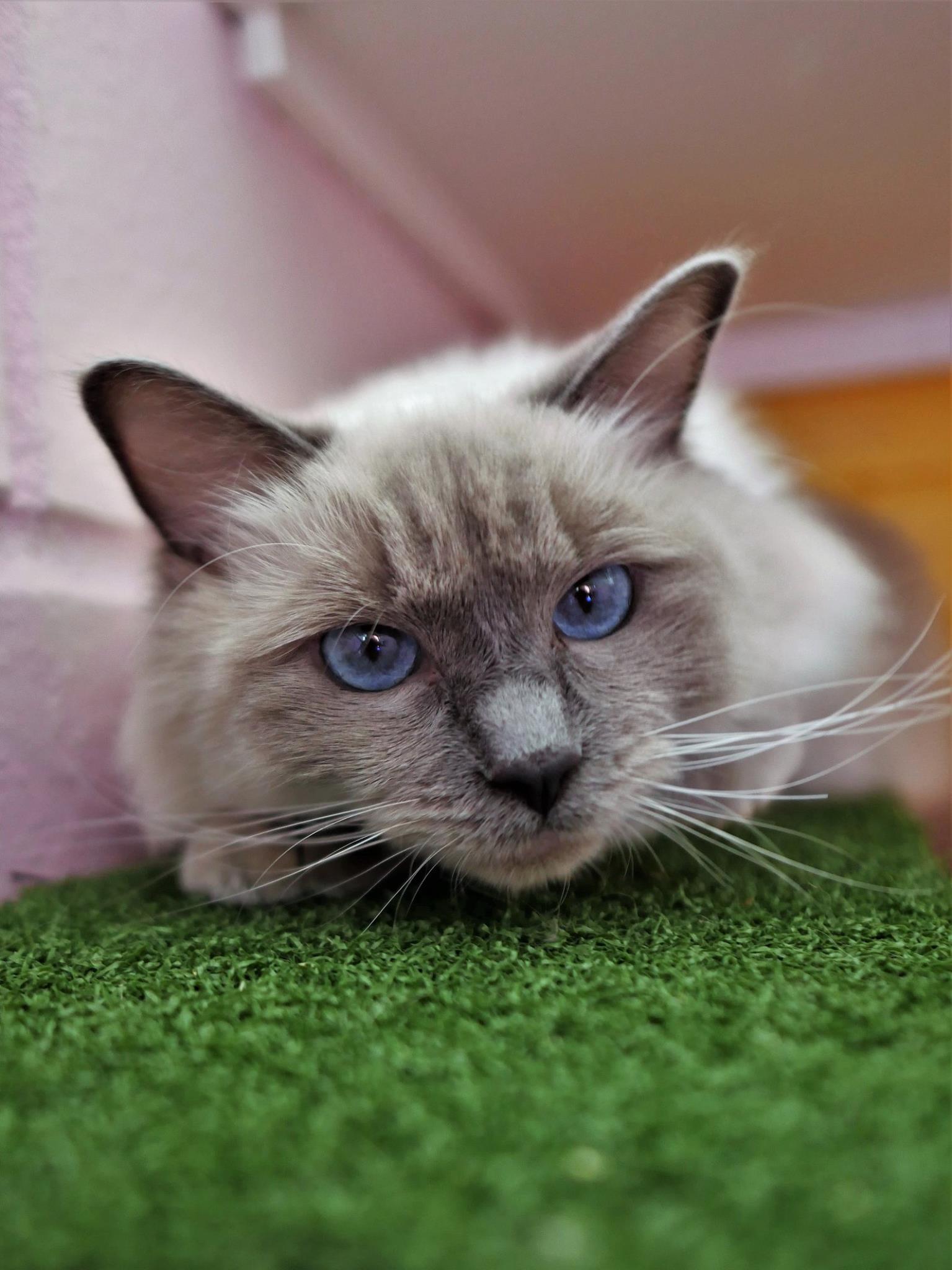 Photo Gallery - Northern Districts Cattery