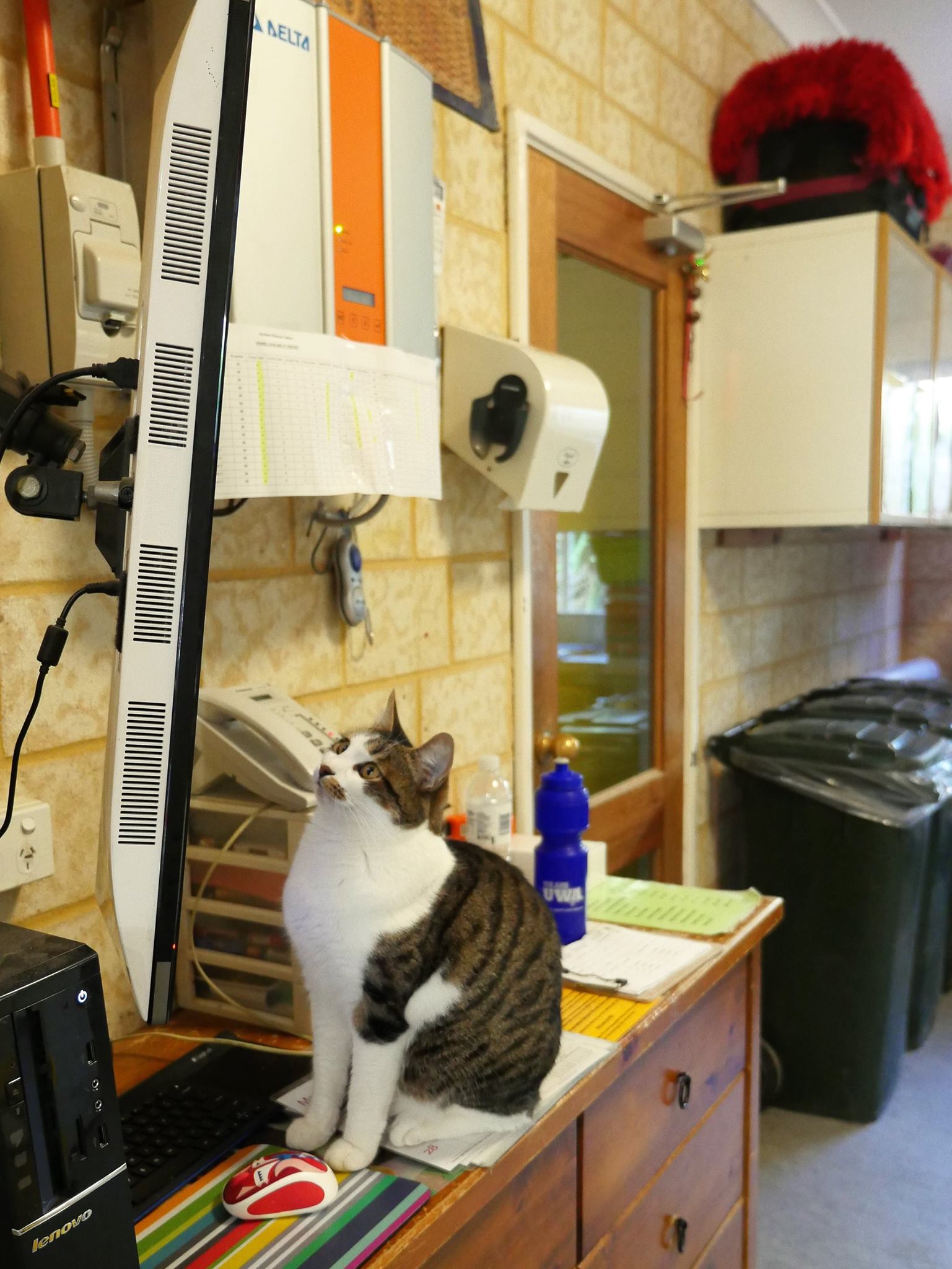 Northern Districts Cattery Photo Gallery - Northern Districts Cattery