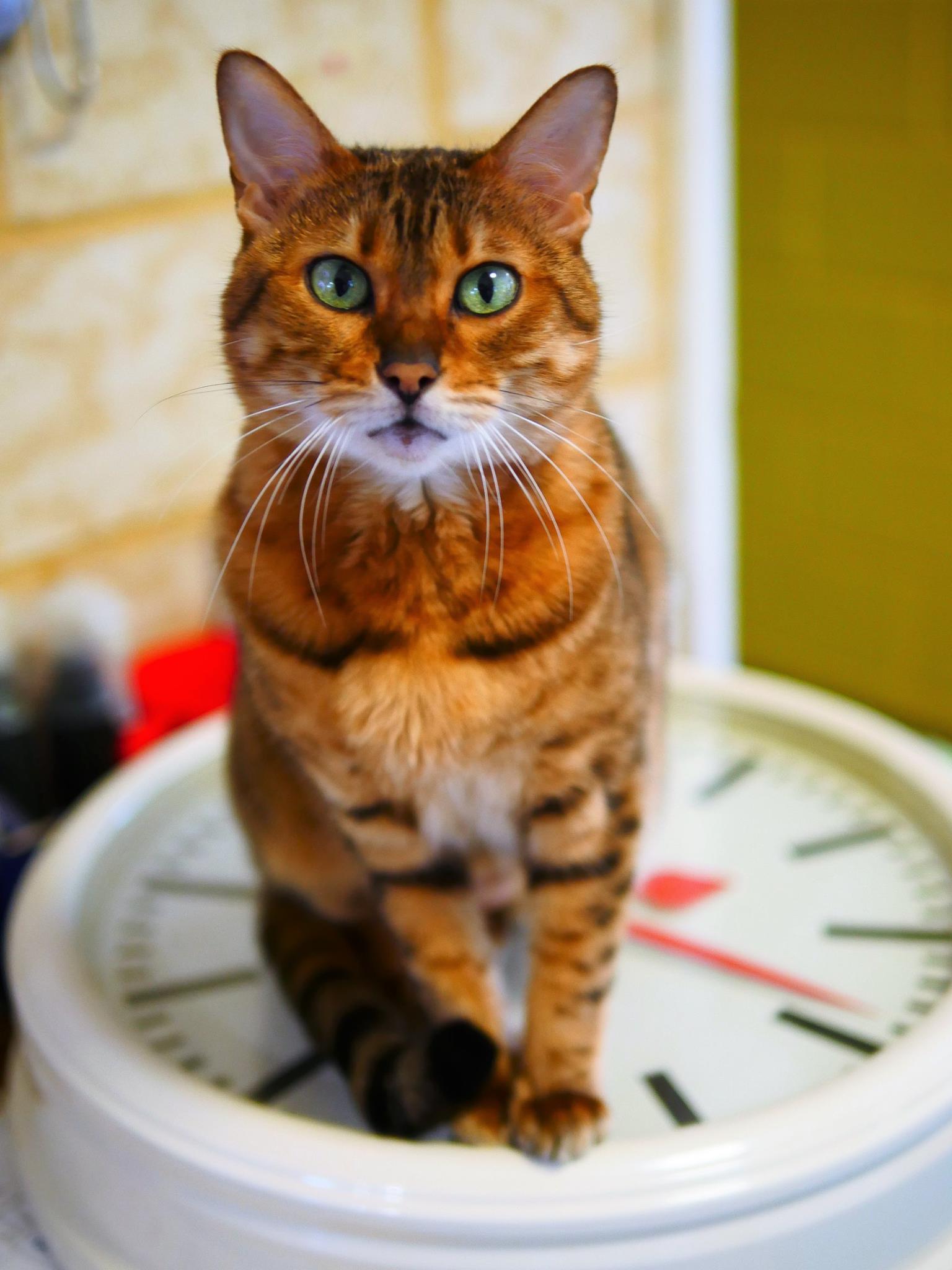 Northern Districts Cattery Home - Northern Districts Cattery