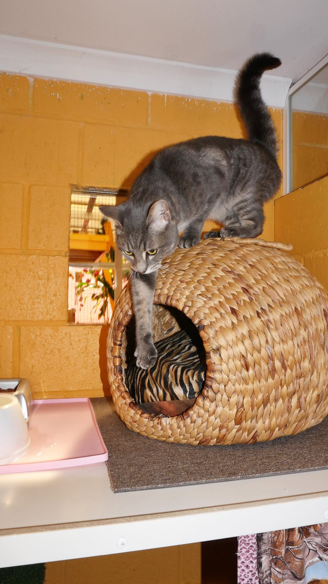 Photo Gallery - Northern Districts Cattery