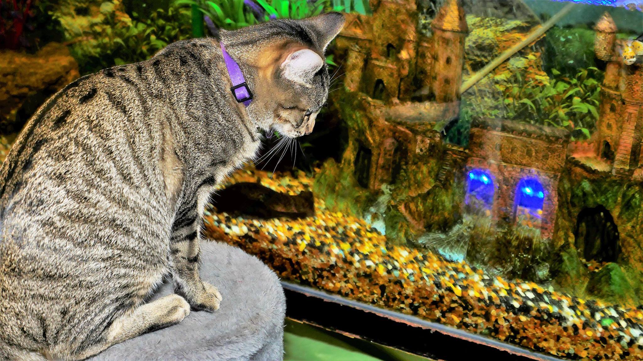 Northern Districts Cattery Photo Gallery - Northern Districts Cattery