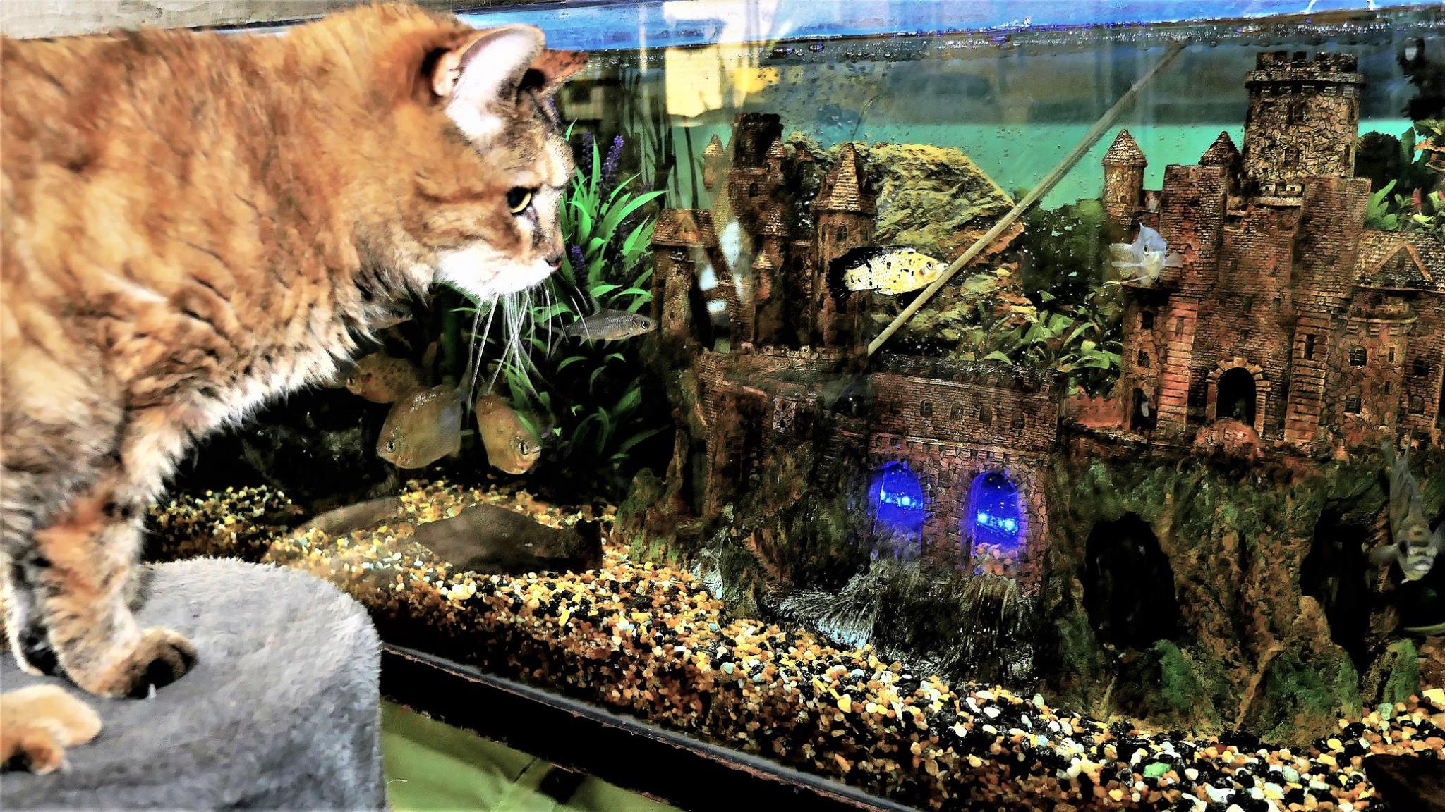 Photo Gallery - Northern Districts Cattery