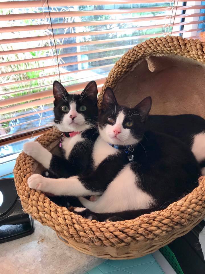 Northern Districts Cattery » Photo Gallery