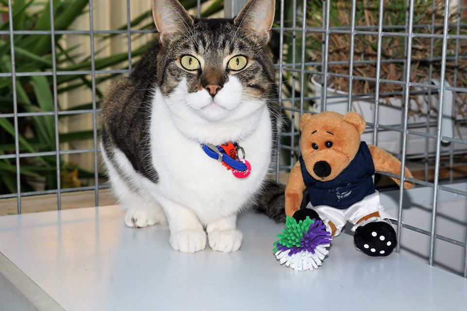 Northern Districts Cattery » Photo Gallery