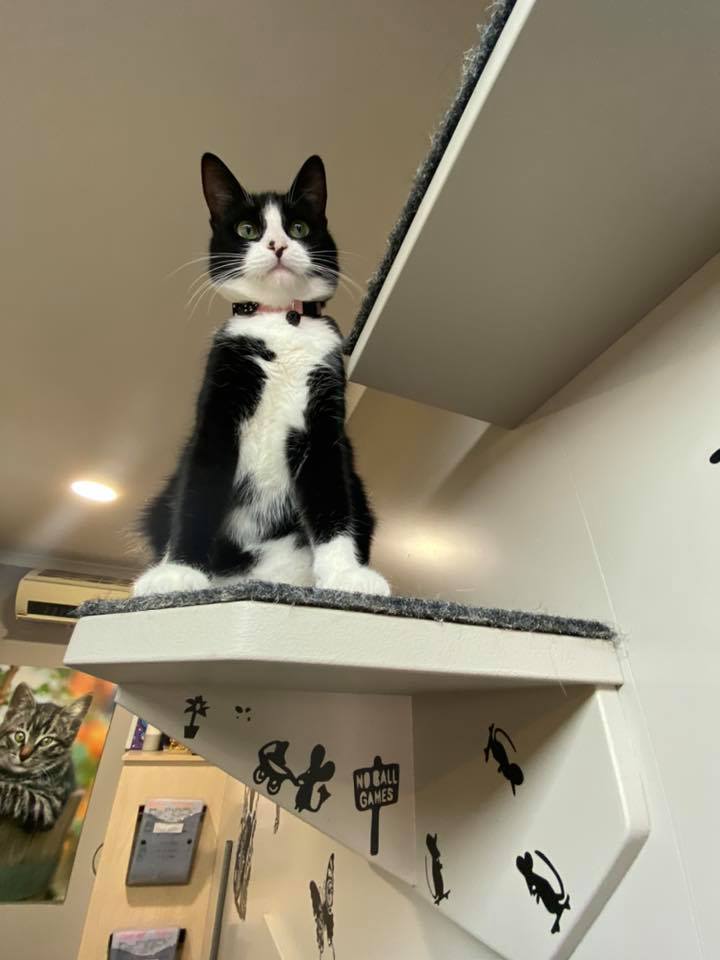 Northern Districts Cattery » Photo Gallery